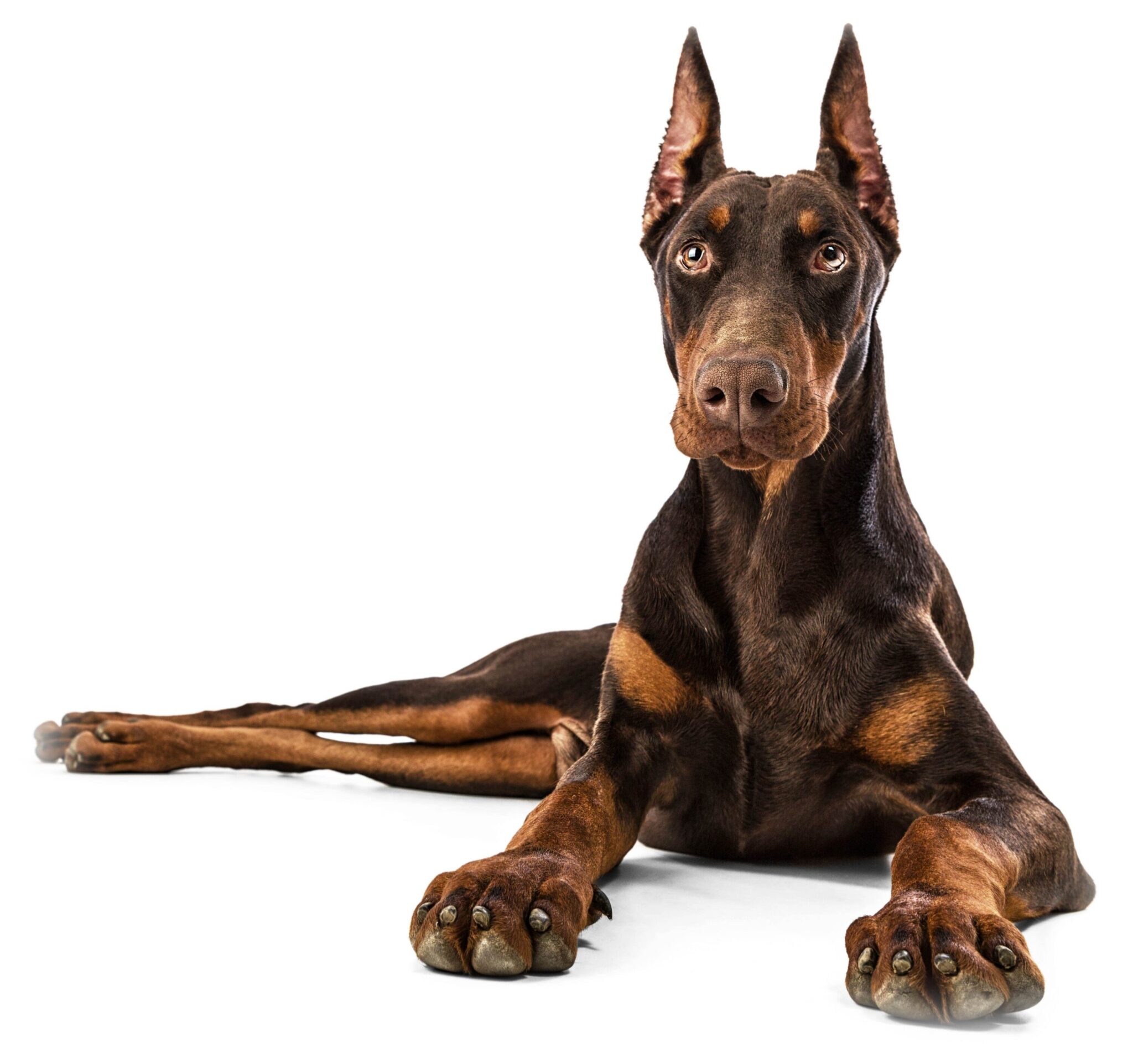 Easy Pet Healthcare Savings United Pet Care easy-pet-healthcare-savings-united-pet-care