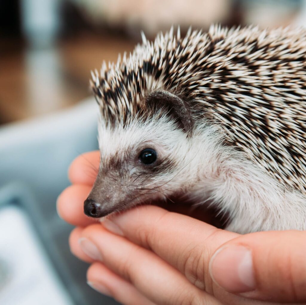 Pet Insurance Alternative for Veterinarian Partners | United Pet Care
